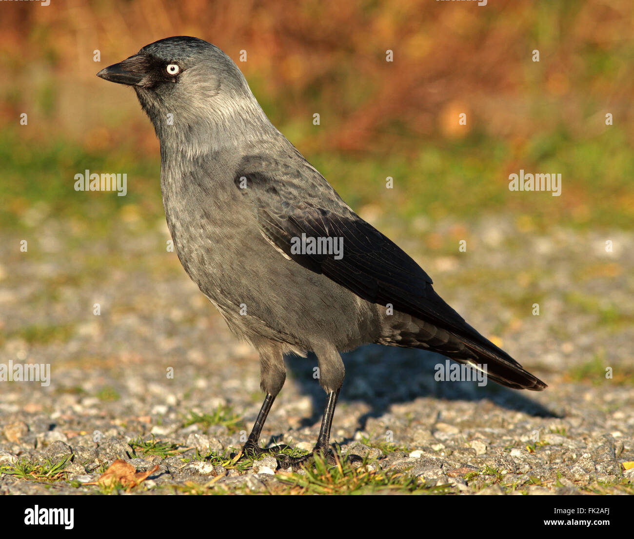Western jackdaw, Coloeus monedula standing on ground Stock Photo - Alamy