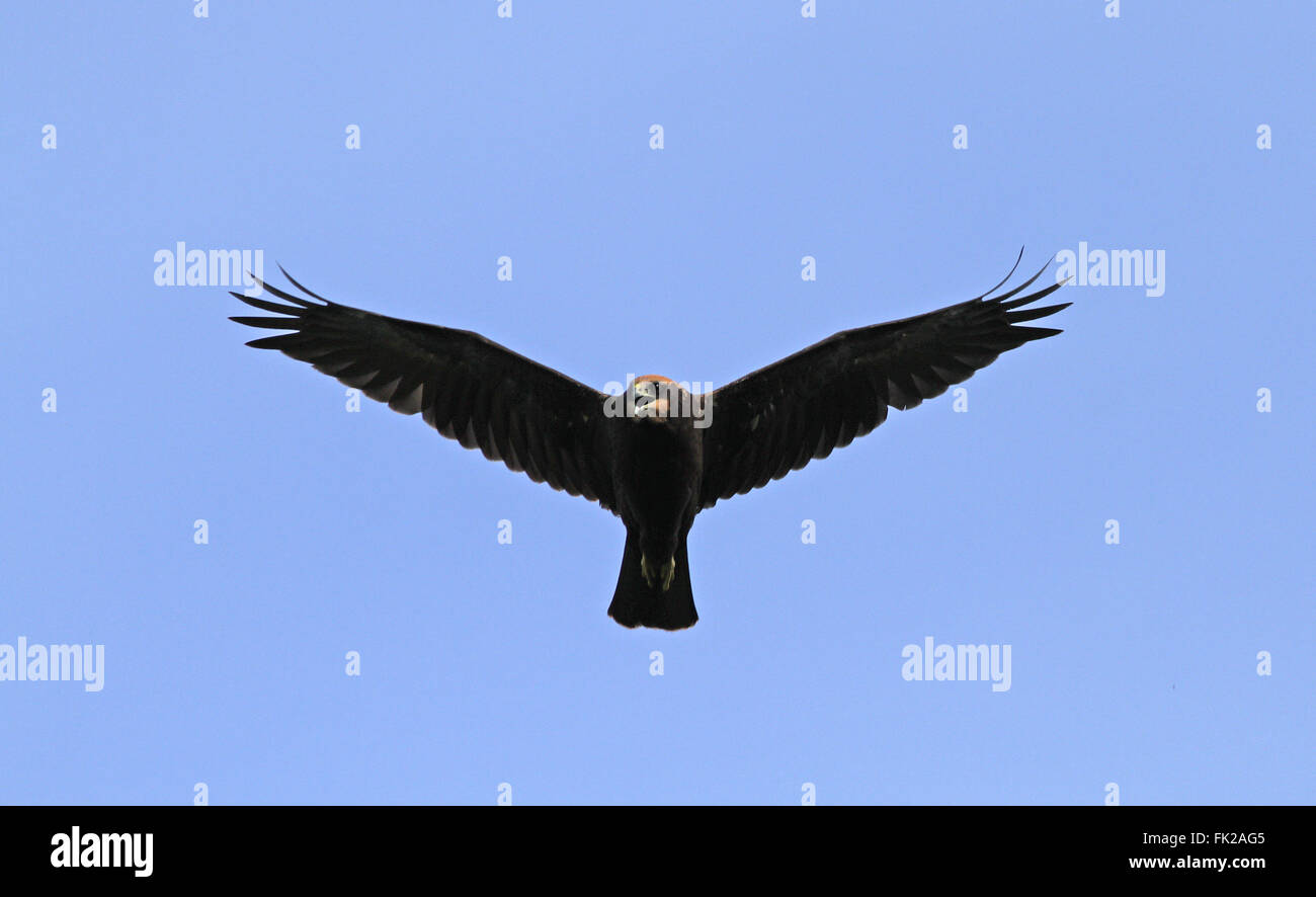 Creepy Bird High Resolution Stock Photography and Images - Alamy
