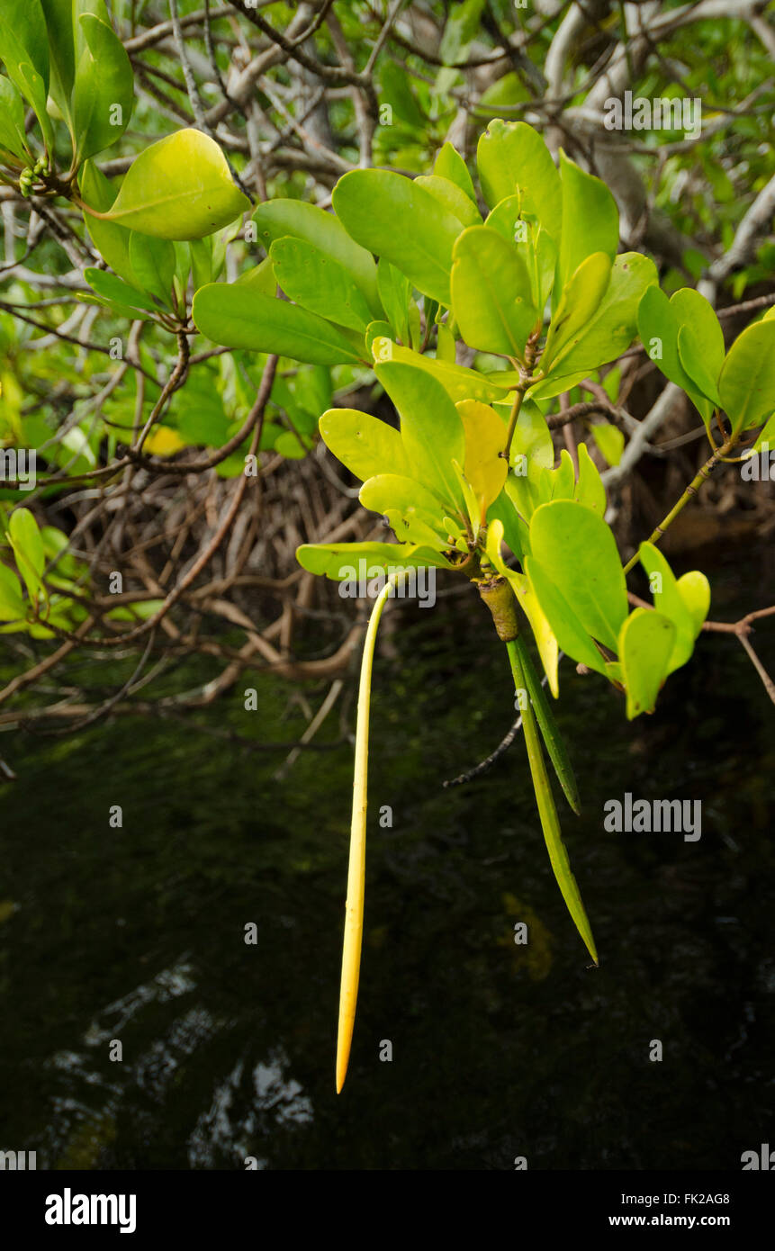 Seedlings of red mangrove (Rhizophora mangle Stock Photo - Alamy