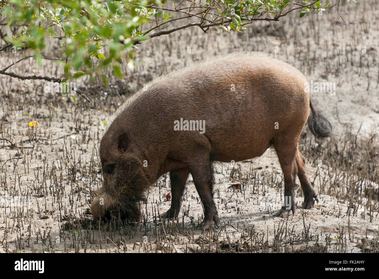 The Bornean bearded pigs foraging the beach and mangroves. The Bornean ...