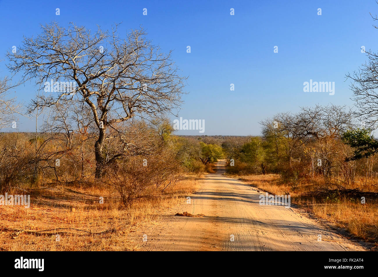 African Landscape in Kruger National Park, South Africa Stock Photo - Alamy