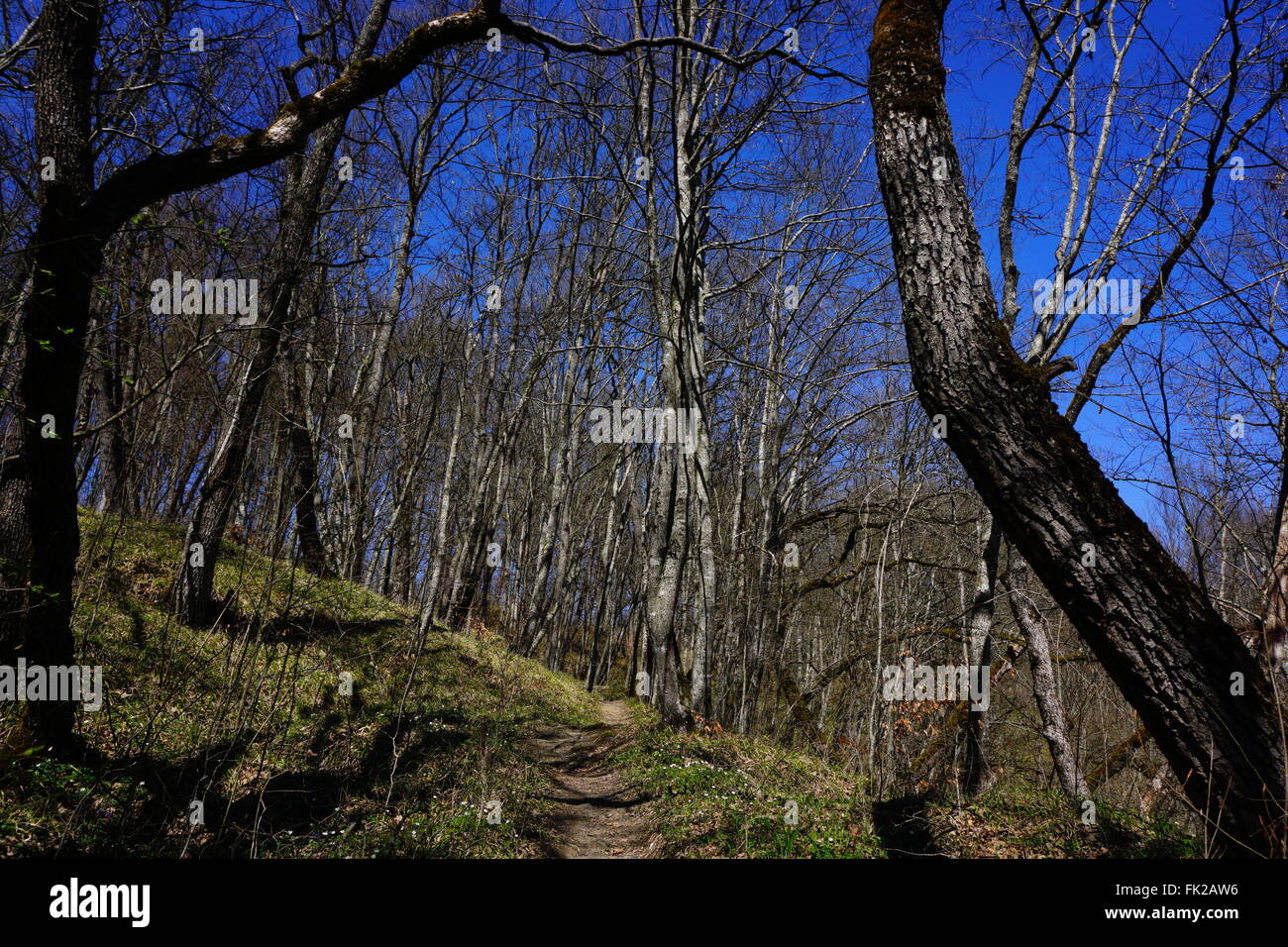 Blue sky forest hi-res stock photography and images - Alamy