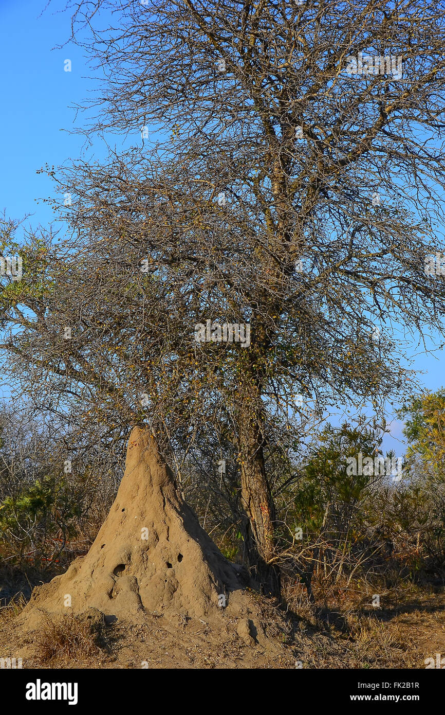 Termite nest hi-res stock photography and images - Alamy