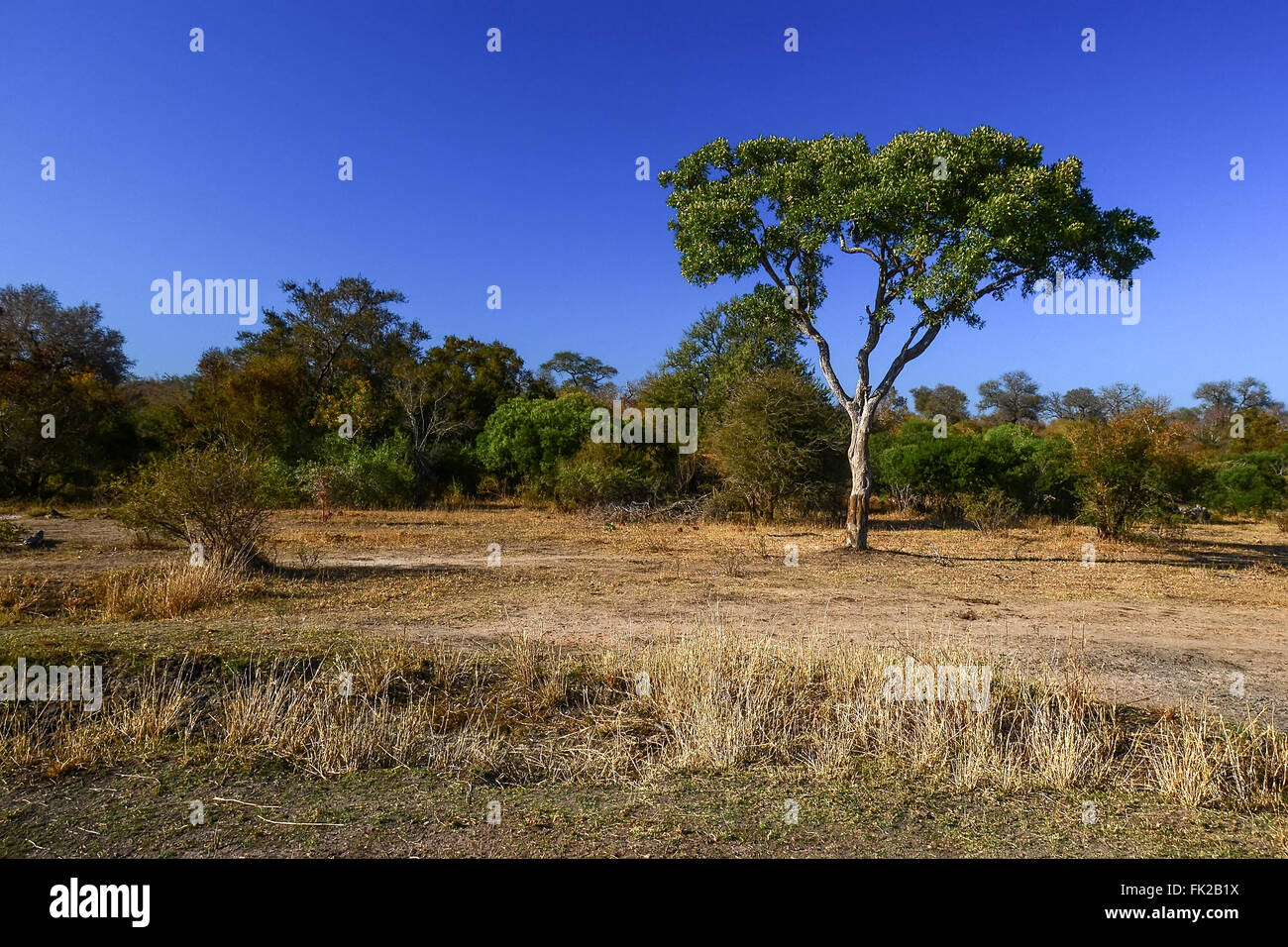 African Landscape in Kruger National Park, South Africa Stock Photo - Alamy