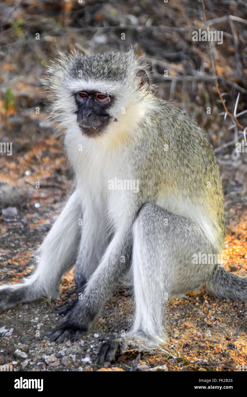 Vervet monkeys in Kruger National park - South Africa Stock Photo - Alamy