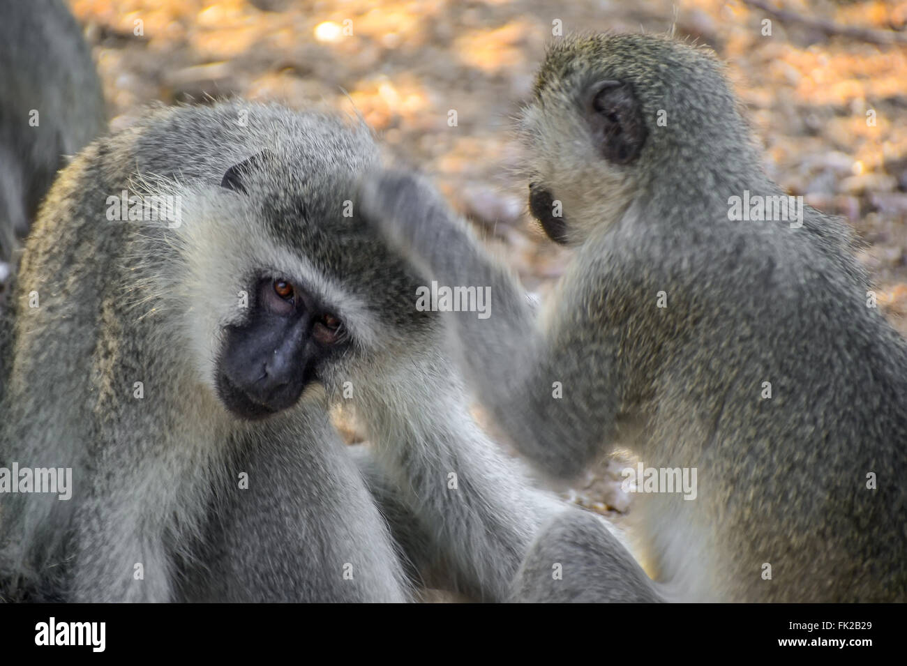 Vervet monkeys kruger national park hi-res stock photography and images ...