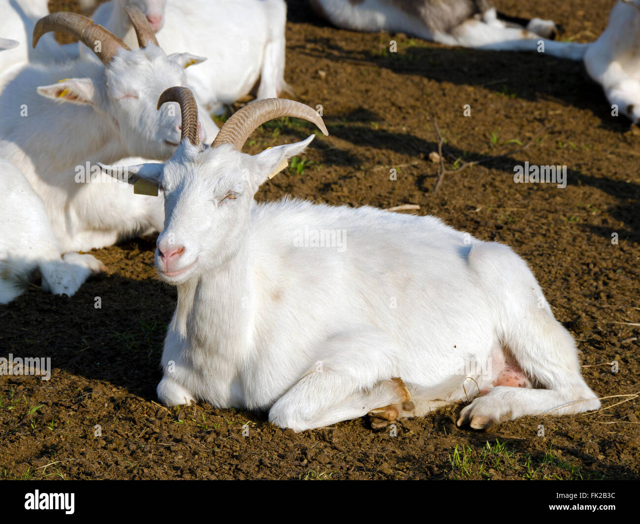 The domestic goat, the female Stock Photo - Alamy