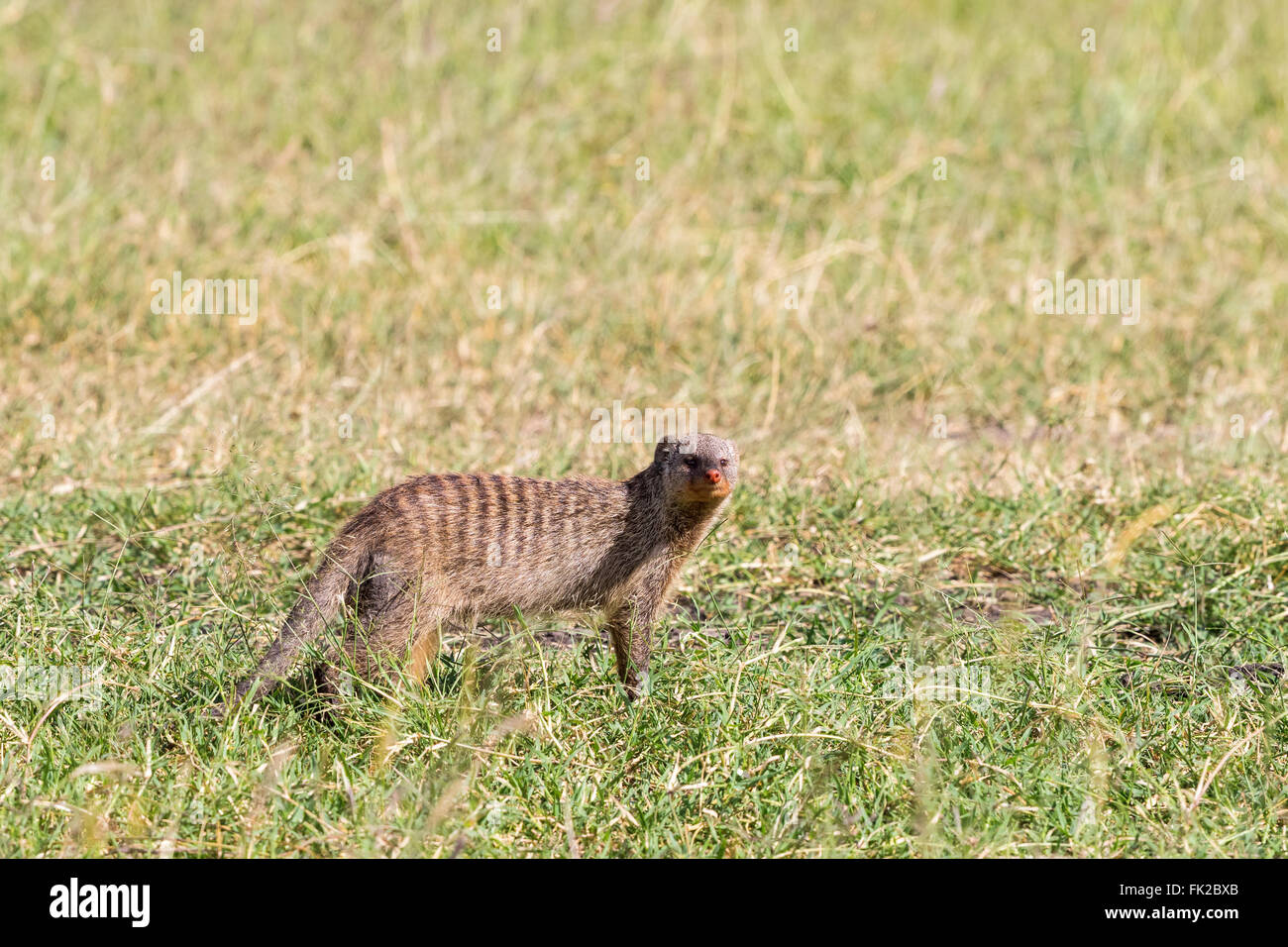 Mongoose standing by grass hi-res stock photography and images - Alamy