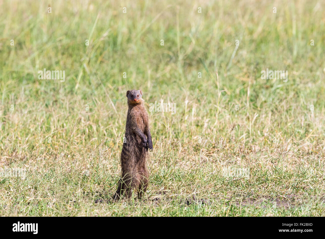Mongoose Standing By Grass High Resolution Stock Photography and Images ...