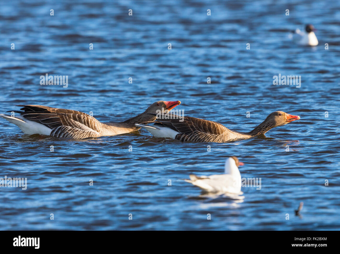 Mating ritual hi-res stock photography and images - Alamy