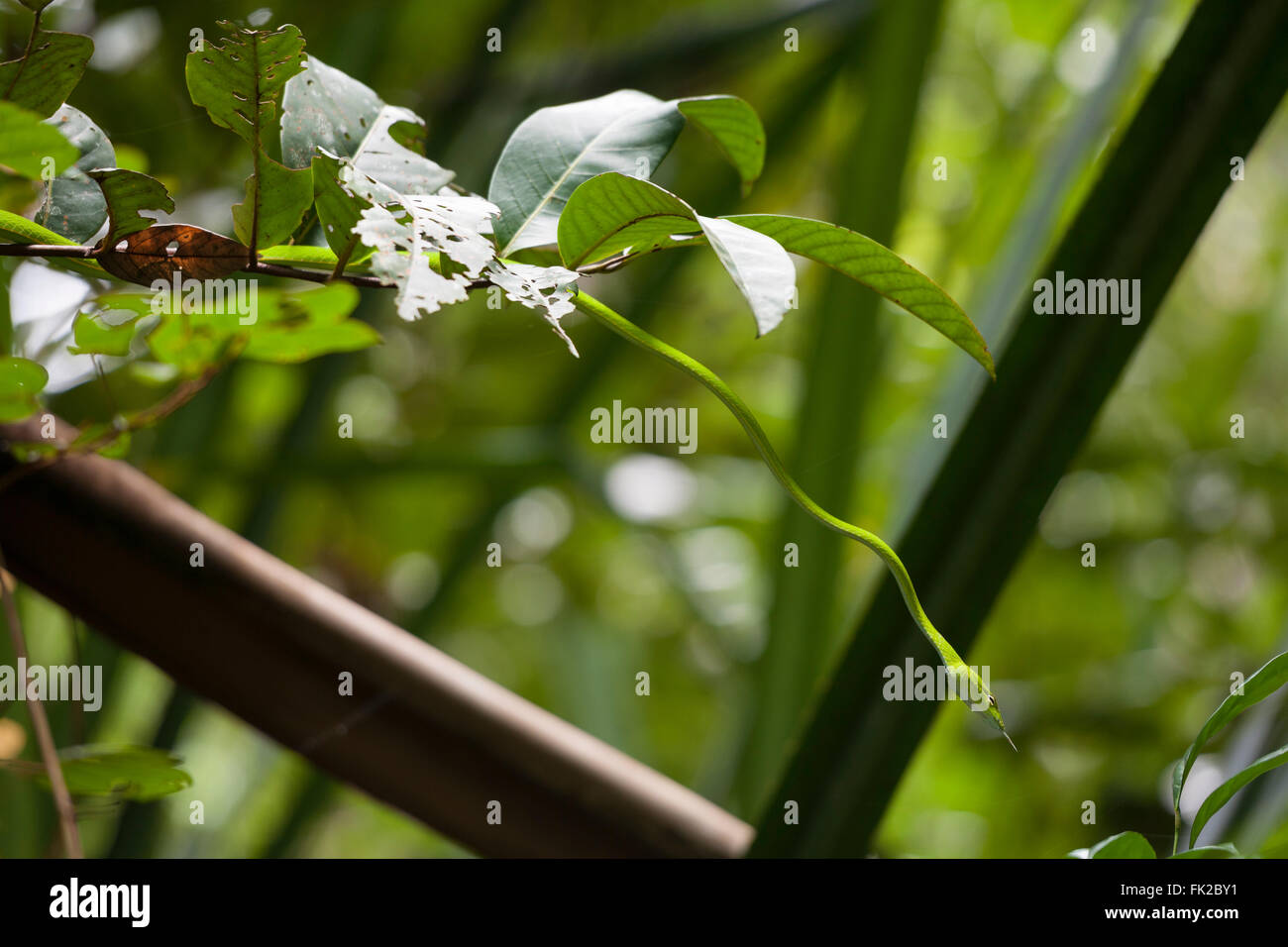 Rough green snake hi-res stock photography and images - Alamy