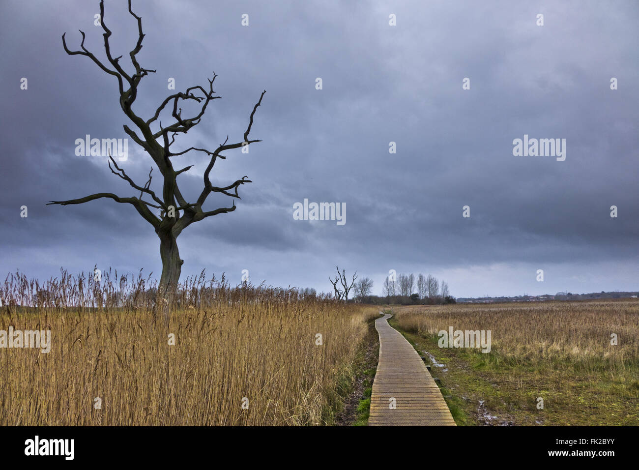 Path across marsh Suffolk coastal path boardwalk Stock Photo - Alamy