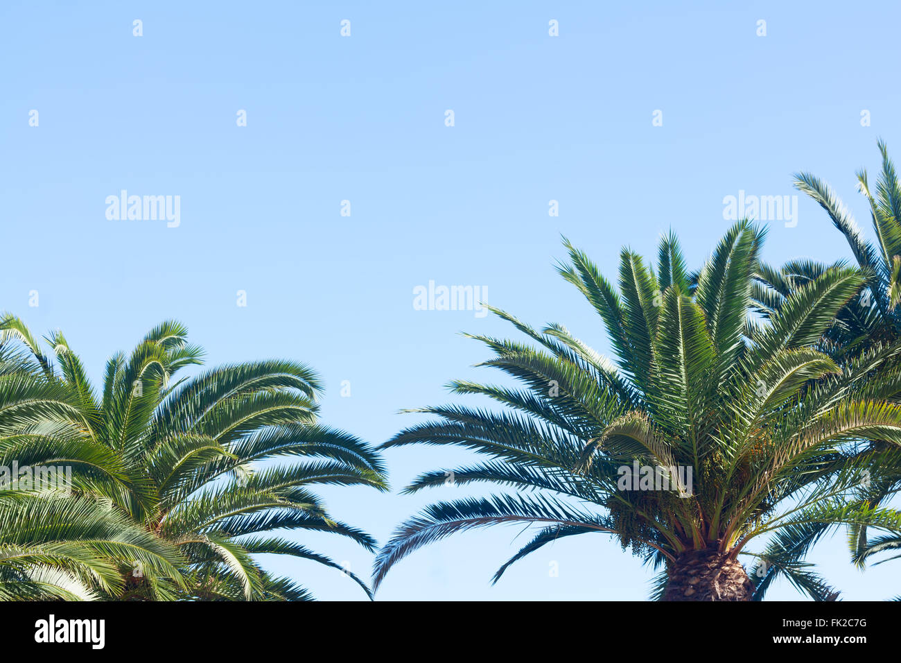 palm tree on blue Stock Photo - Alamy