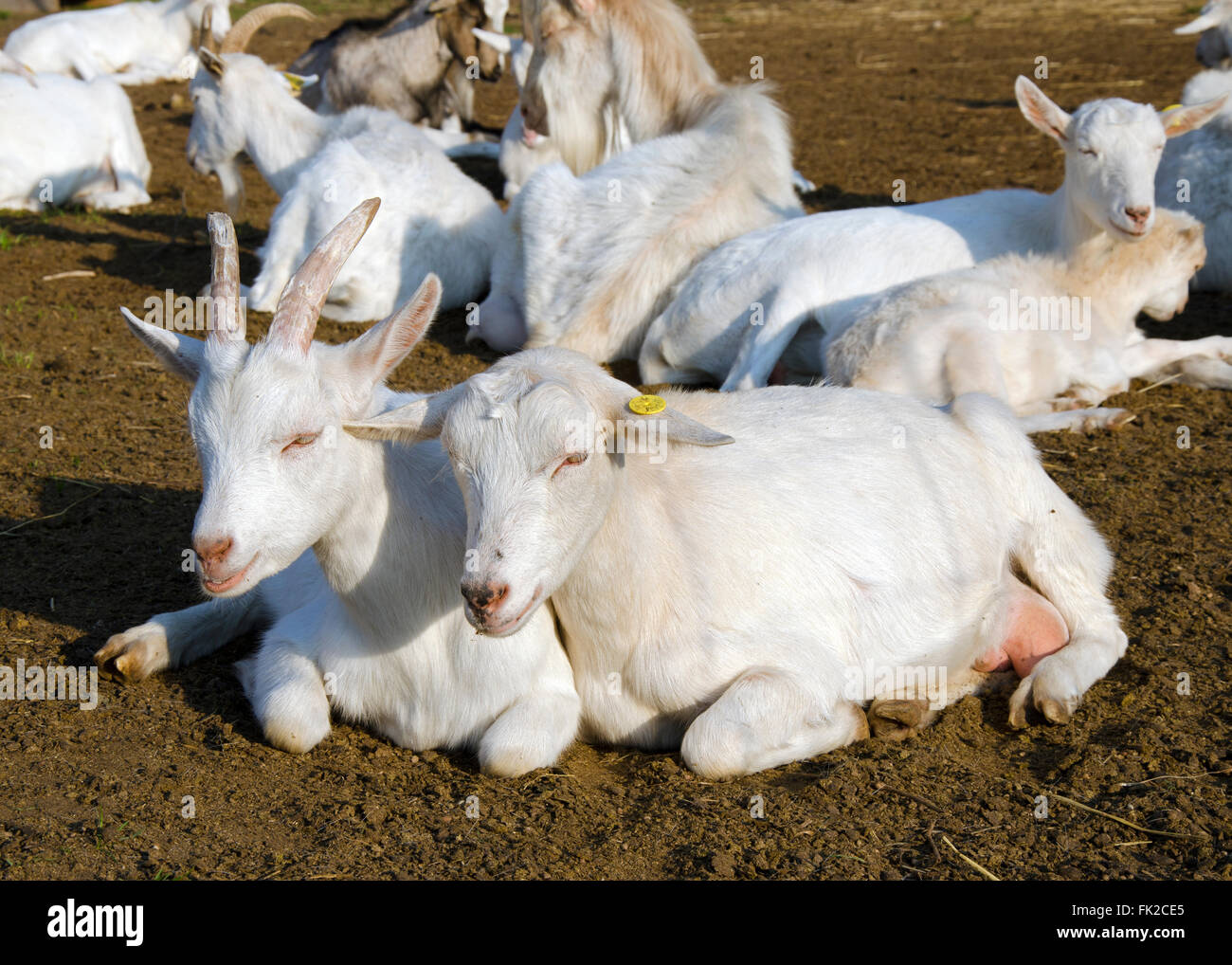 The pair of domestic goat Stock Photo - Alamy