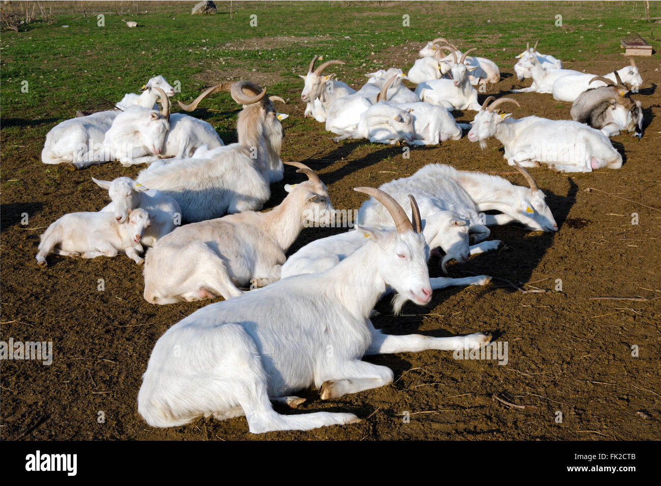 The resting herd of the domestic goat Stock Photo - Alamy