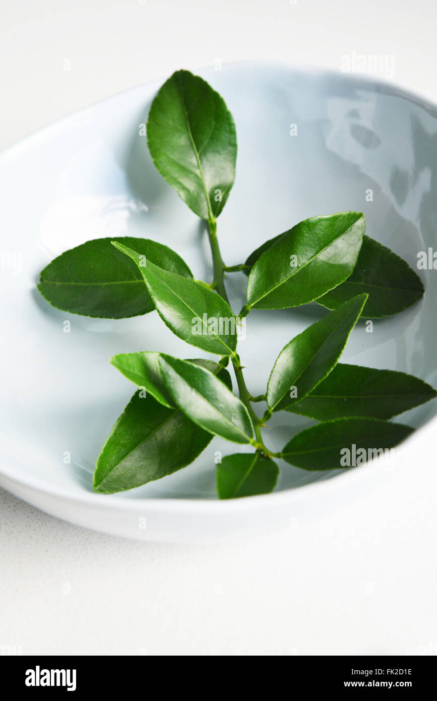 Lime. Tahitian Lime Leaves Stock Photo - Alamy