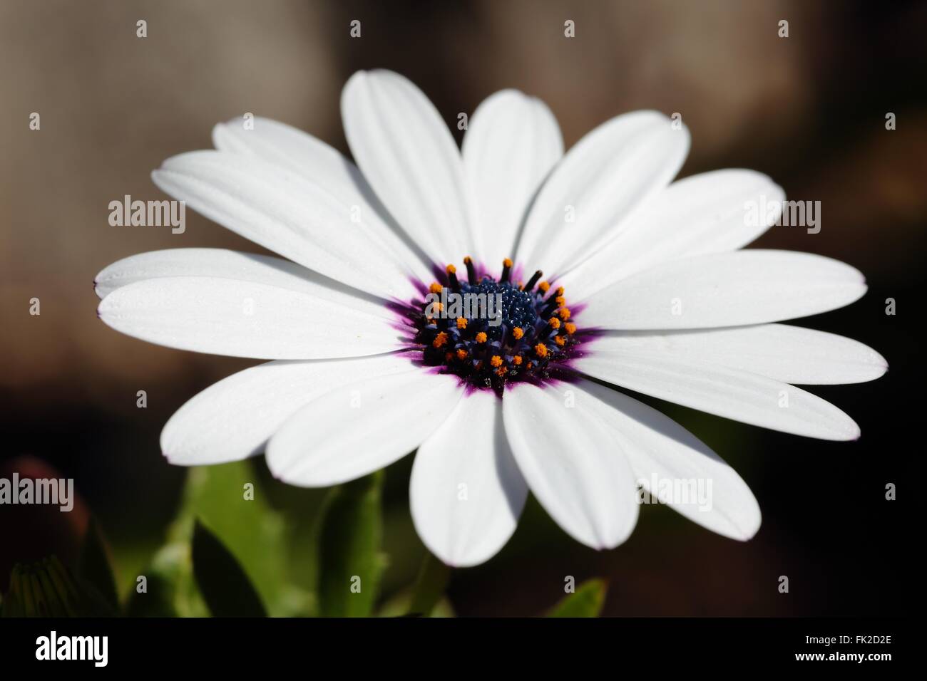 white daisy in the garden of a terrace Stock Photo - Alamy