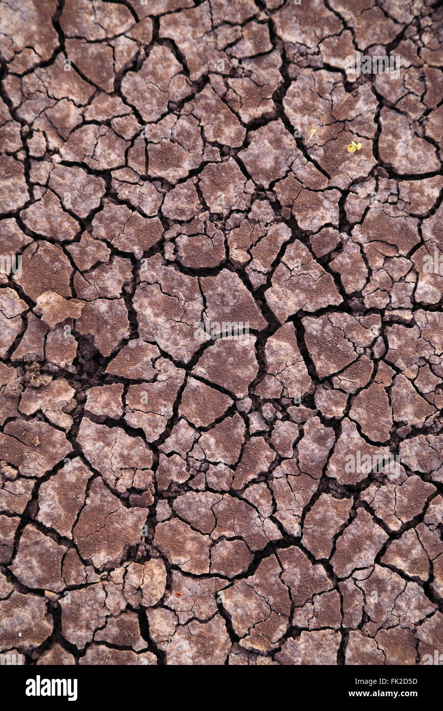 Dessicated dry soil on a farm. Drought is extensive and regular in ...