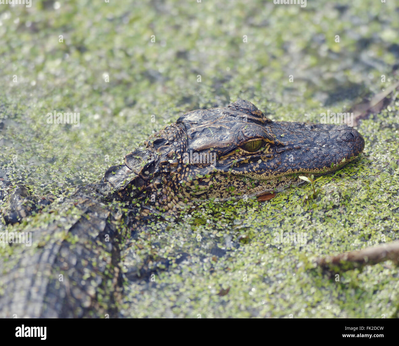 Young American Alligator in Florida Wetlands Stock Photo - Alamy