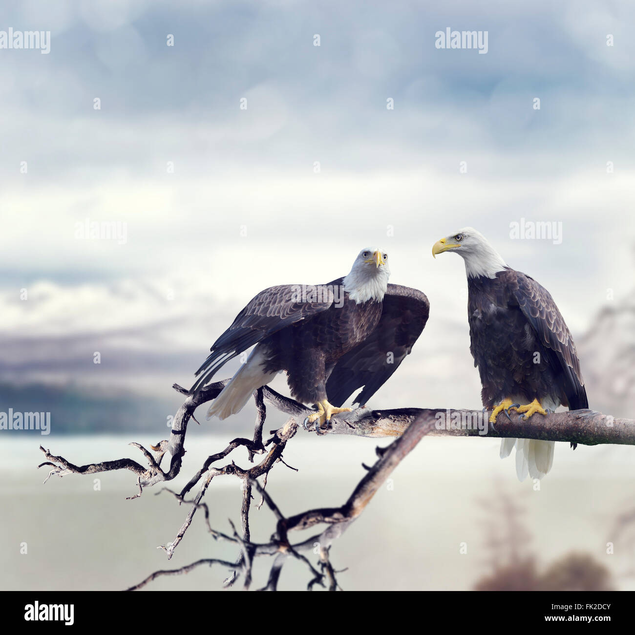 American bald eagles hi-res stock photography and images - Alamy