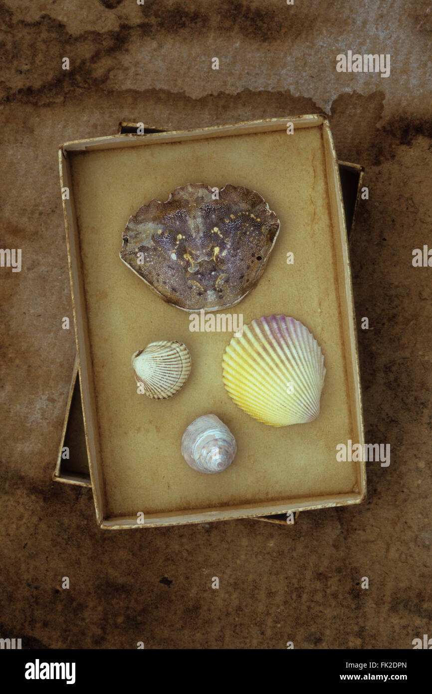 Old cardboard box containing shells from Crab and Cockles and Top shell ...