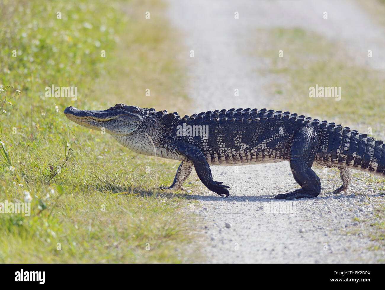 Florida Alligator Crossing the Road Stock Photo - Alamy