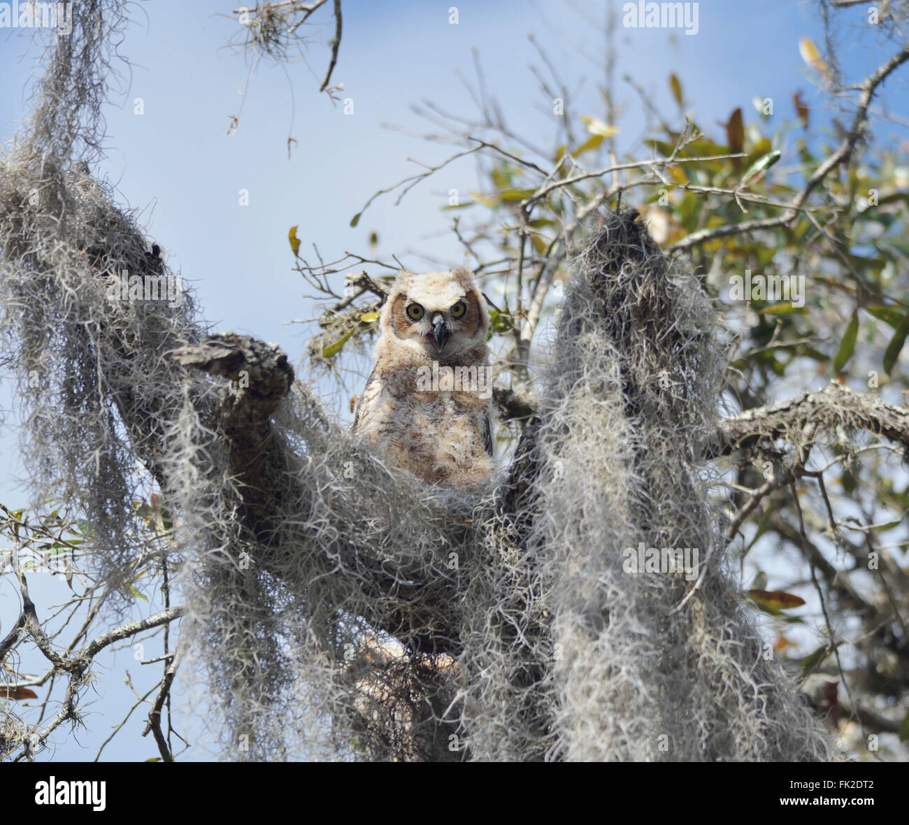 Perch wildlife hi-res stock photography and images - Alamy