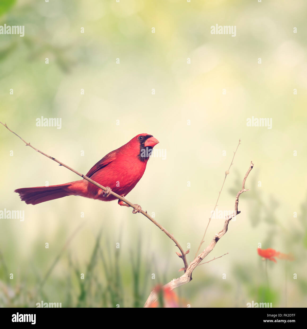 Male Northern Cardinal Perching on a Branch Stock Photo - Alamy
