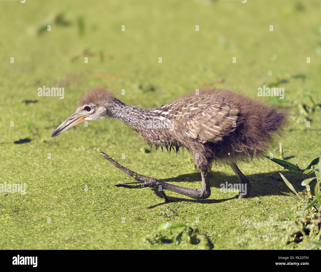 Limpkin Chick Walking in Florida Wetlands Stock Photo - Alamy