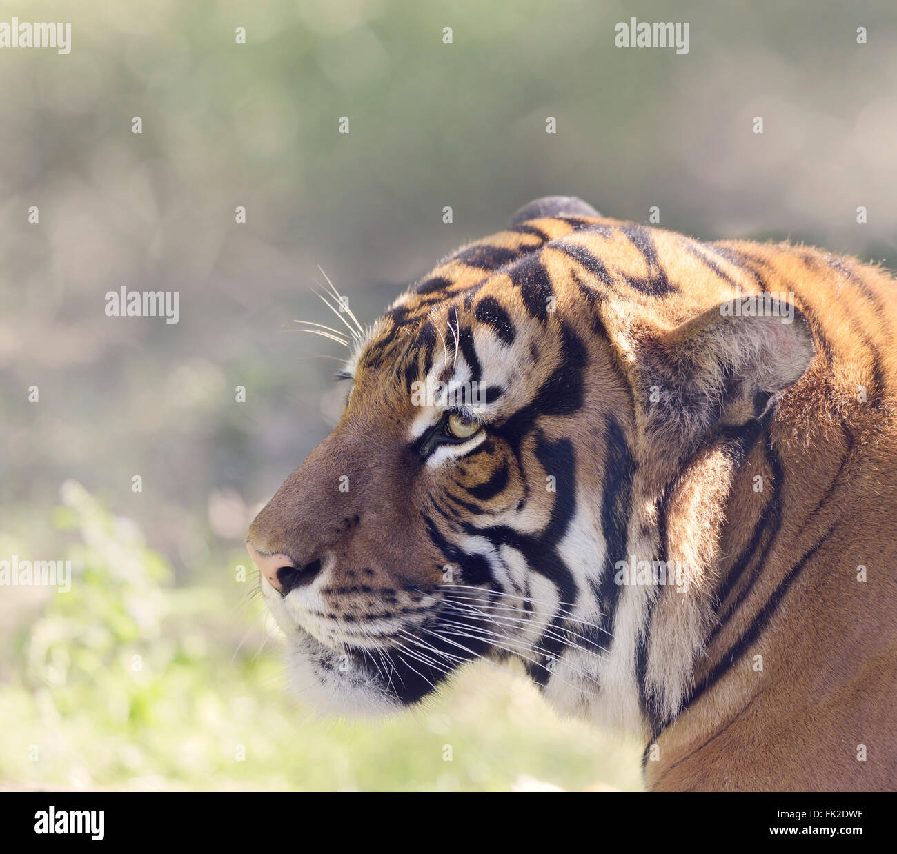 Tiger head shot hi-res stock photography and images - Alamy