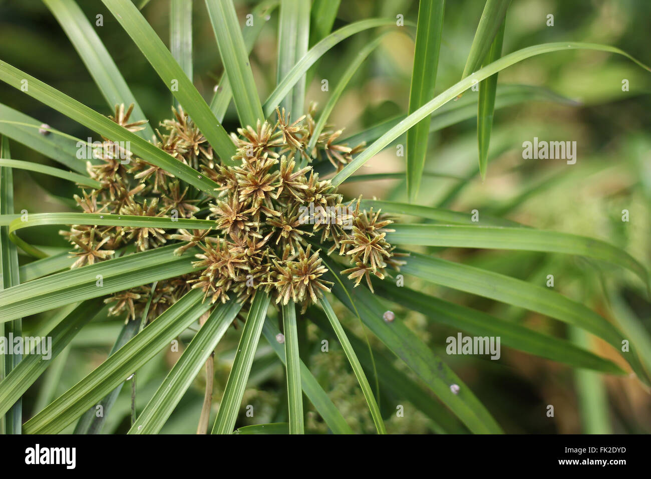 Close up of Papyrus Flower Stock Photo - Alamy