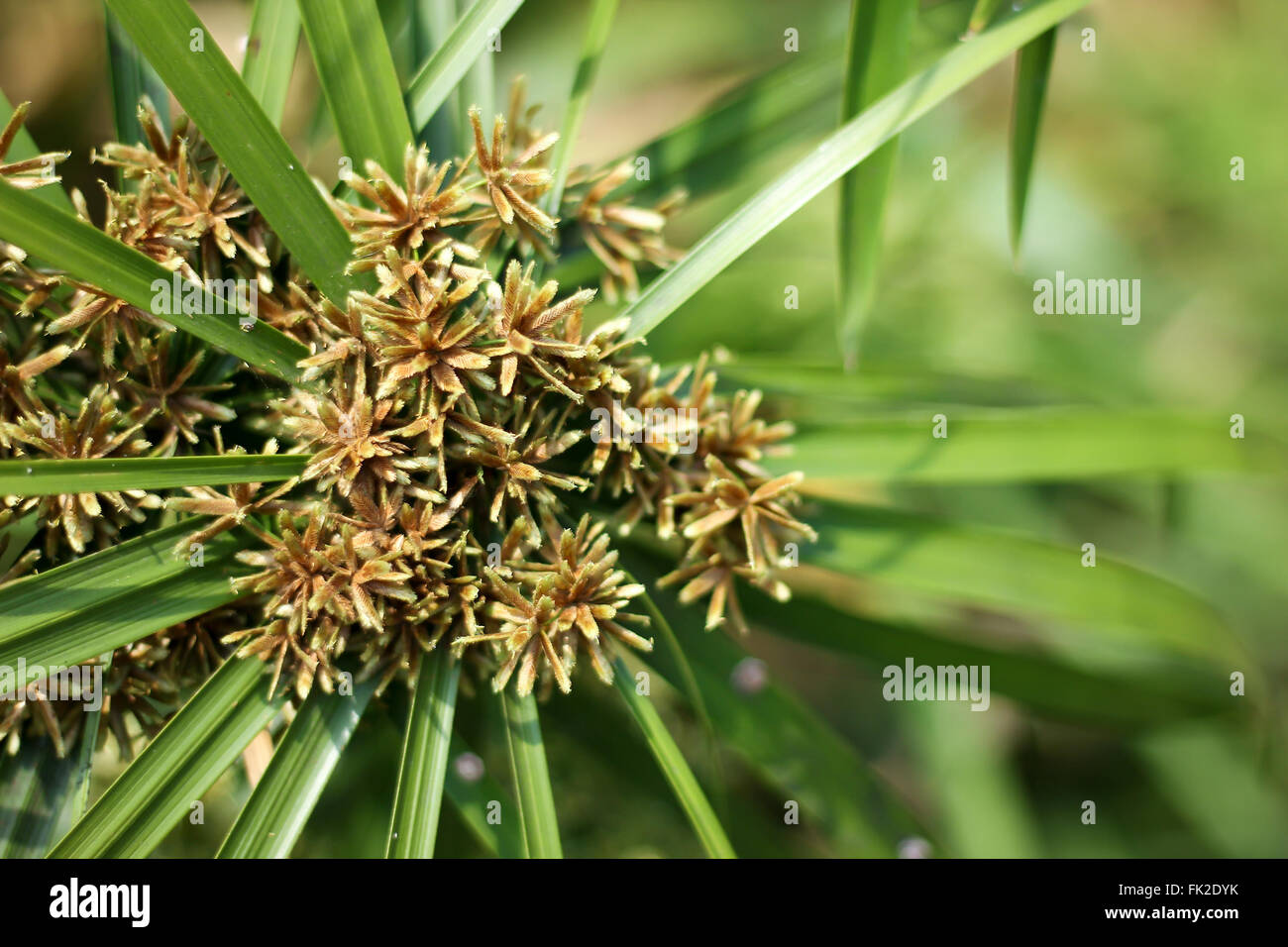 Close up of Papyrus Flower Stock Photo - Alamy