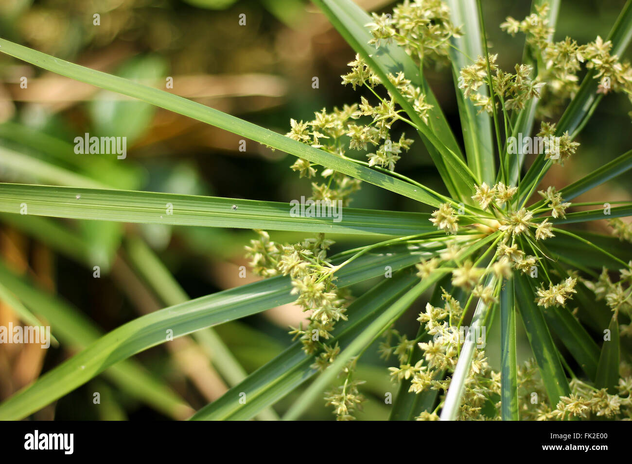 Close up of Papyrus Flower Stock Photo - Alamy