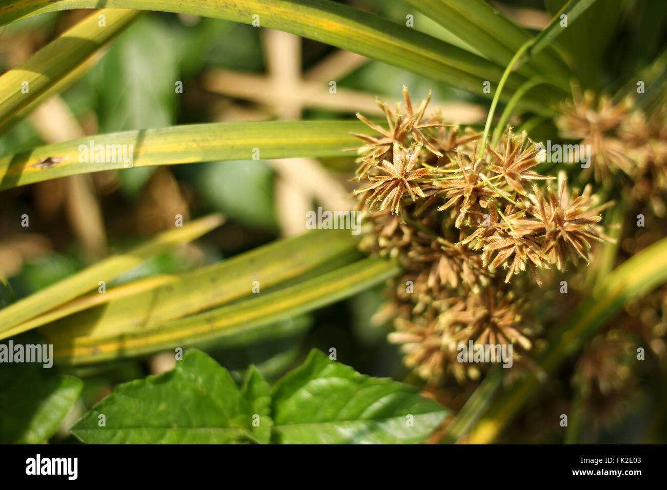 Close up of Papyrus Flower Stock Photo - Alamy