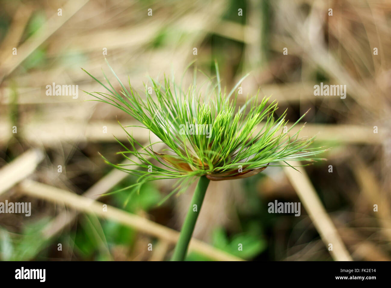 Close up of Papyrus Flower Stock Photo - Alamy