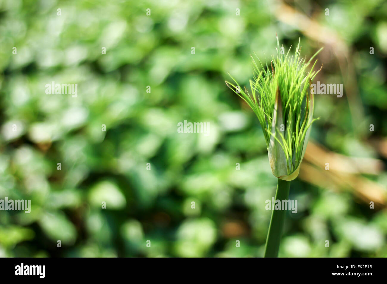 Close up of Papyrus Flower Stock Photo - Alamy