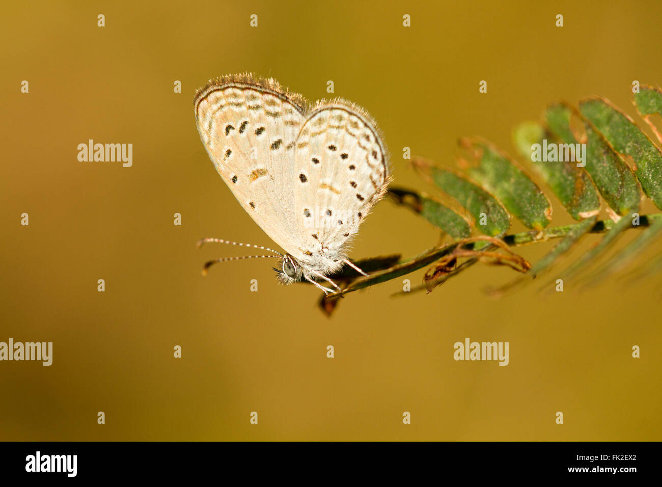 Tiny Grass Blue Stock Photo - Alamy