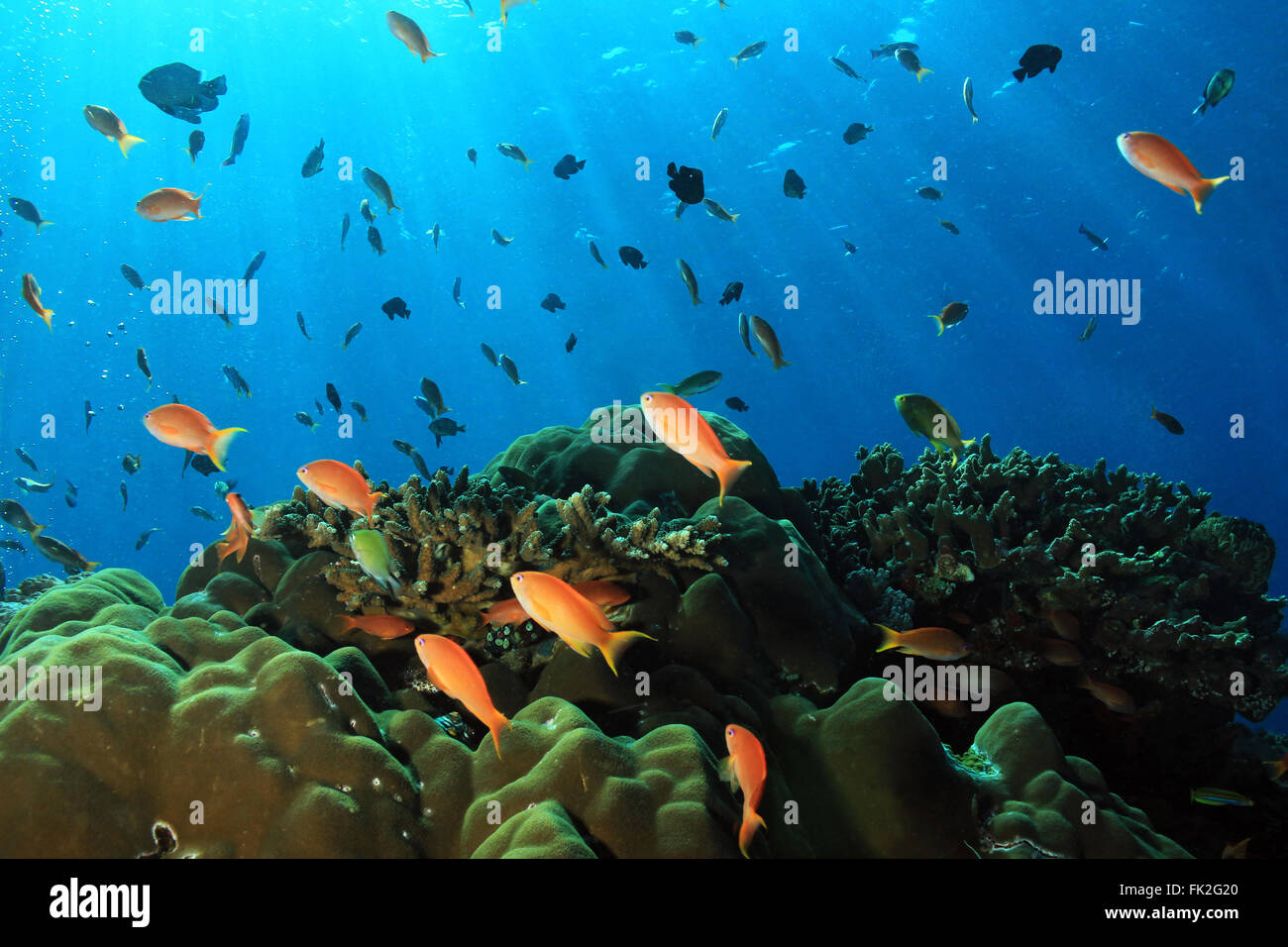 Bali reef underwater hi-res stock photography and images - Alamy