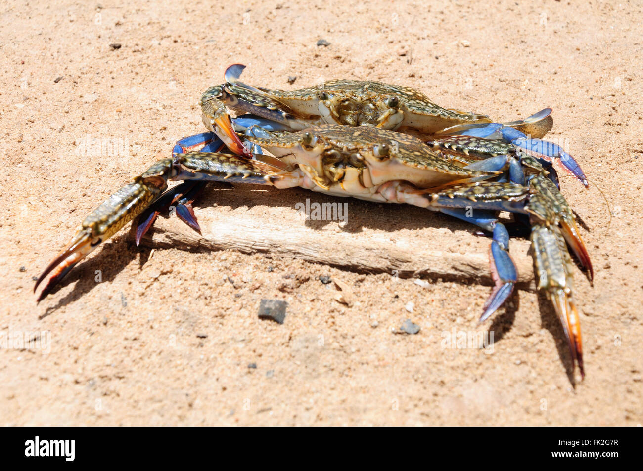 Callinectes sapidus shell hi-res stock photography and images - Alamy