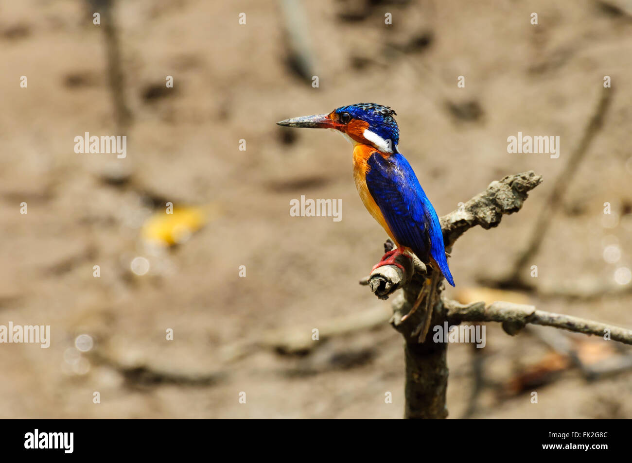 Alcedo Vintsioides: A Madagascar Kingfisher resting on a branch Stock ...
