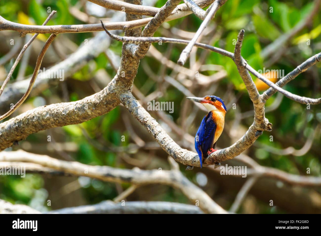 Alcedo Vintsioides: A Madagascar Kingfisher resting on a branch Stock ...