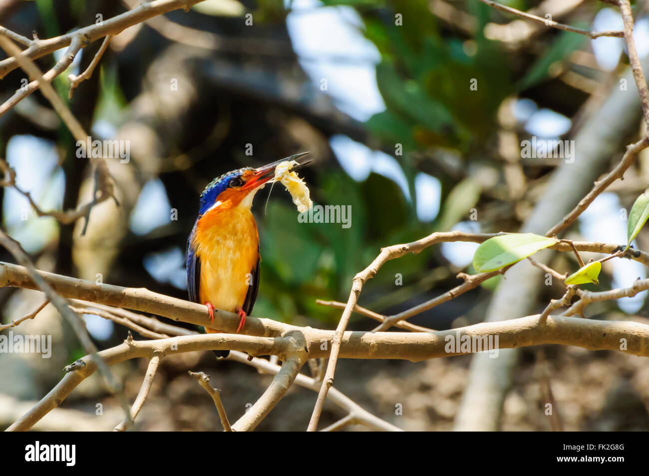 Alcedo Vintsioides: A Madagascar King Fisher with its shrimp prey Stock ...