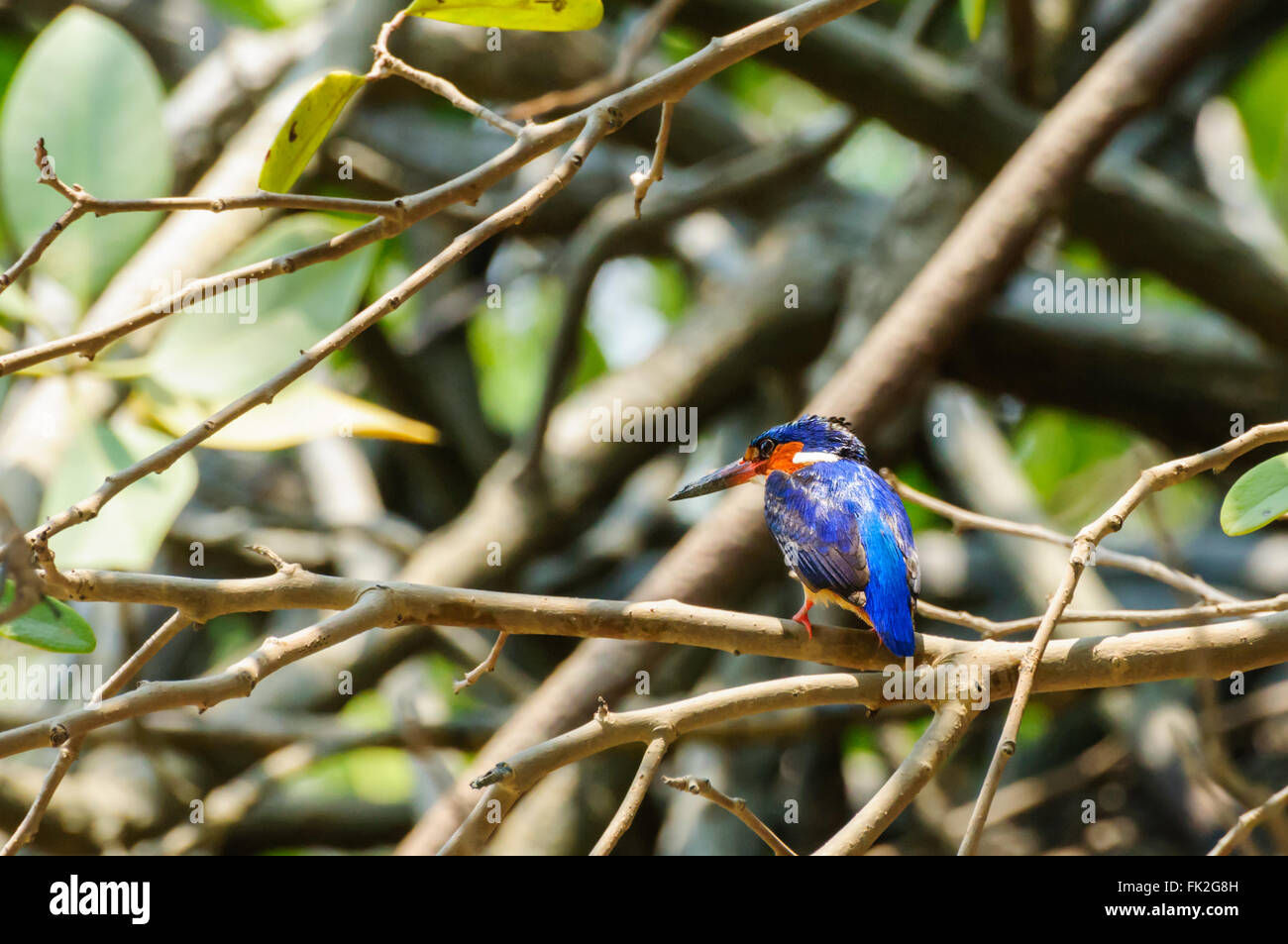 Alcedo Vintsioides: A Madagascar Kingfisher resting on a branch Stock ...