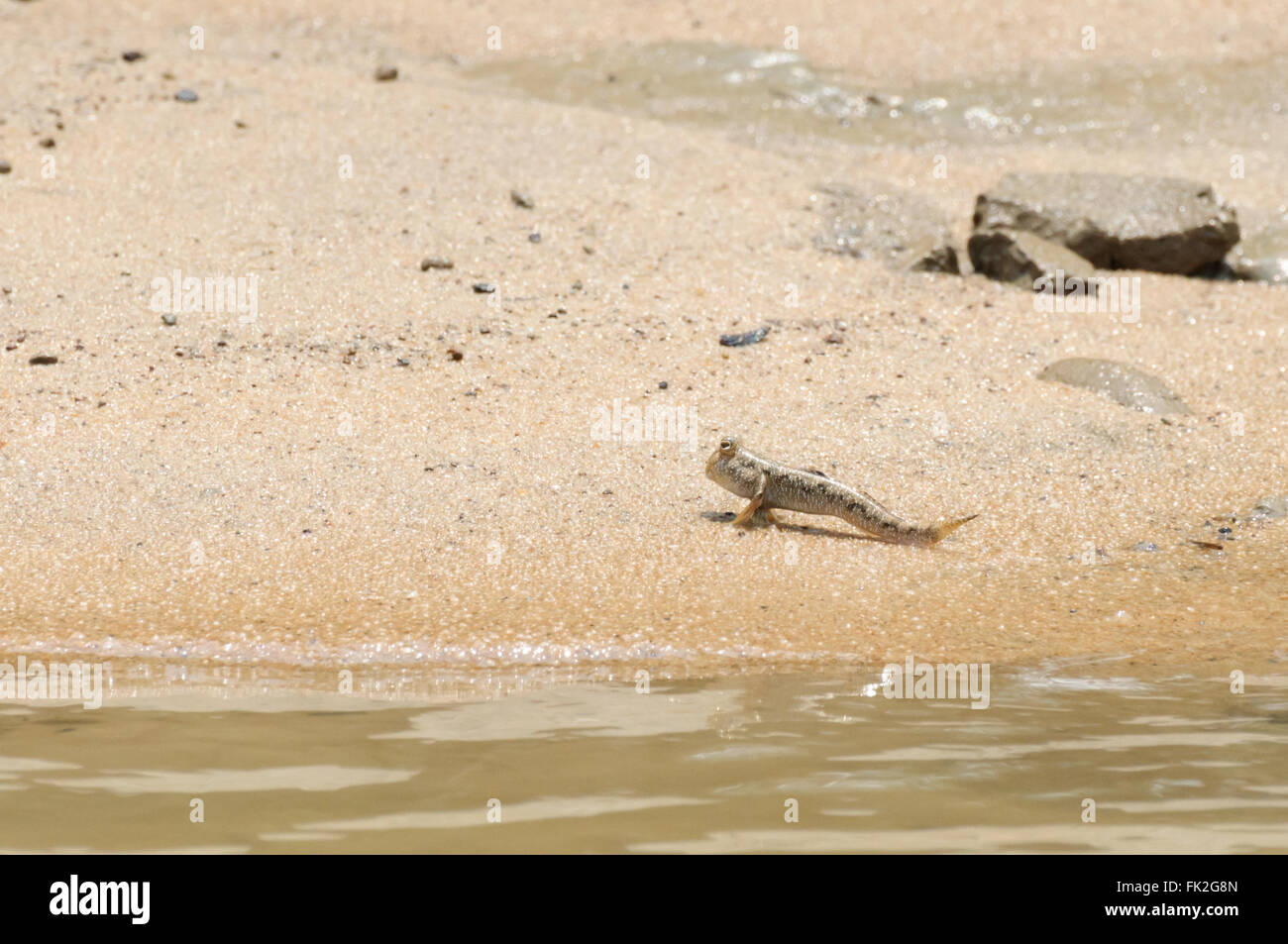 Mudskipper amphibious fish hi-res stock photography and images - Alamy