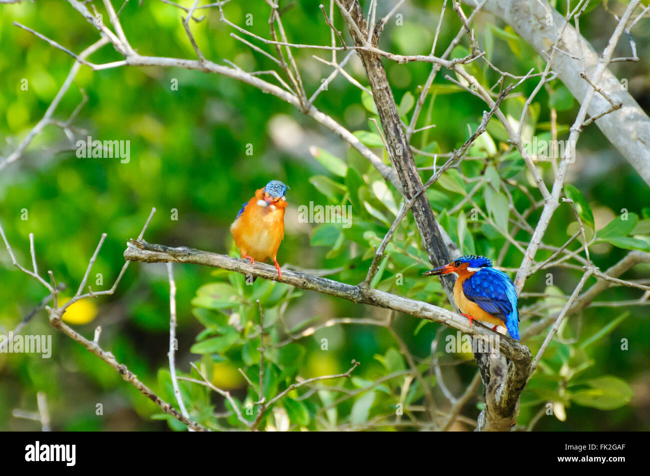 Alcedo Vintsioides: A Madagascar Kingfisher during courtship mating ...