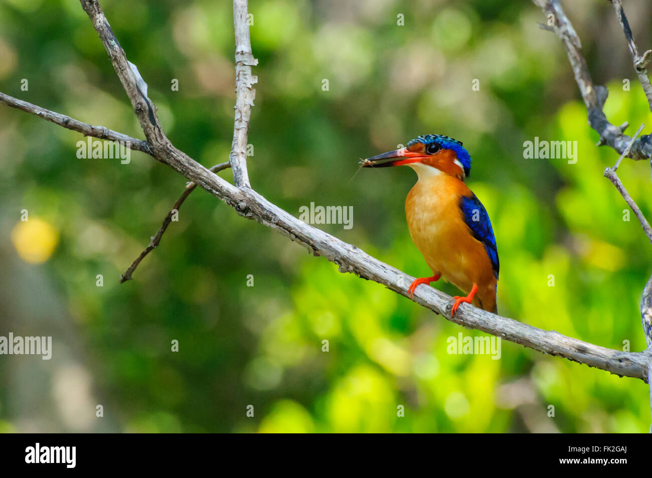 Alcedo Vintsioides: A Madagascar King Fisher perched on a branch Stock ...