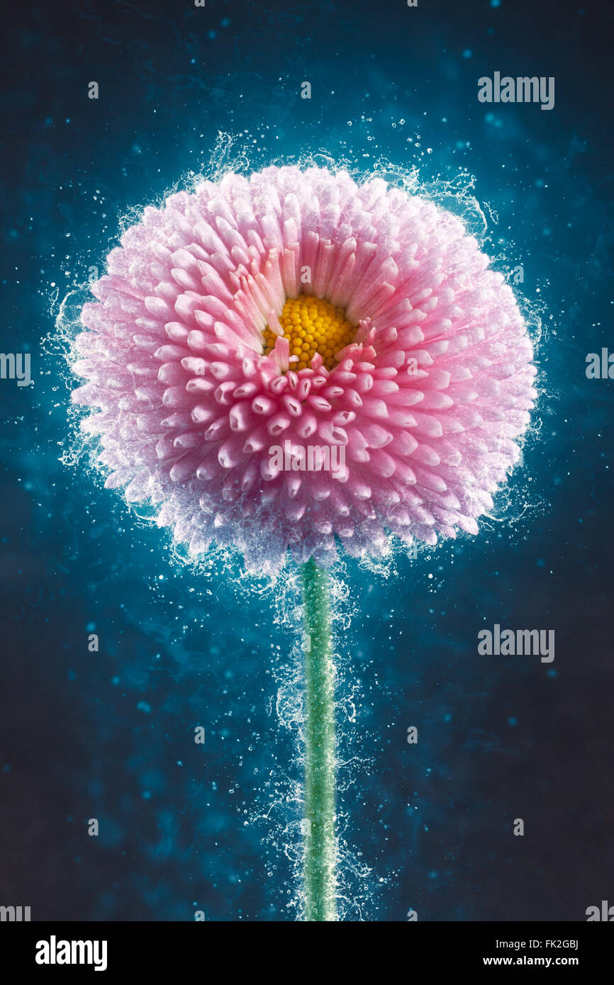 flower - water splash Stock Photo - Alamy