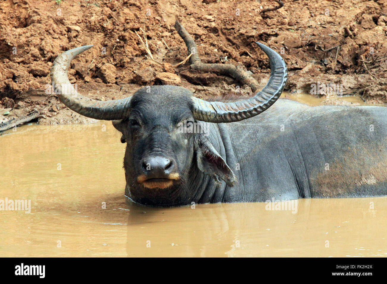 Asian Water Buffalo (Bubalus Bubalis) in a Pond, Looking into the ...