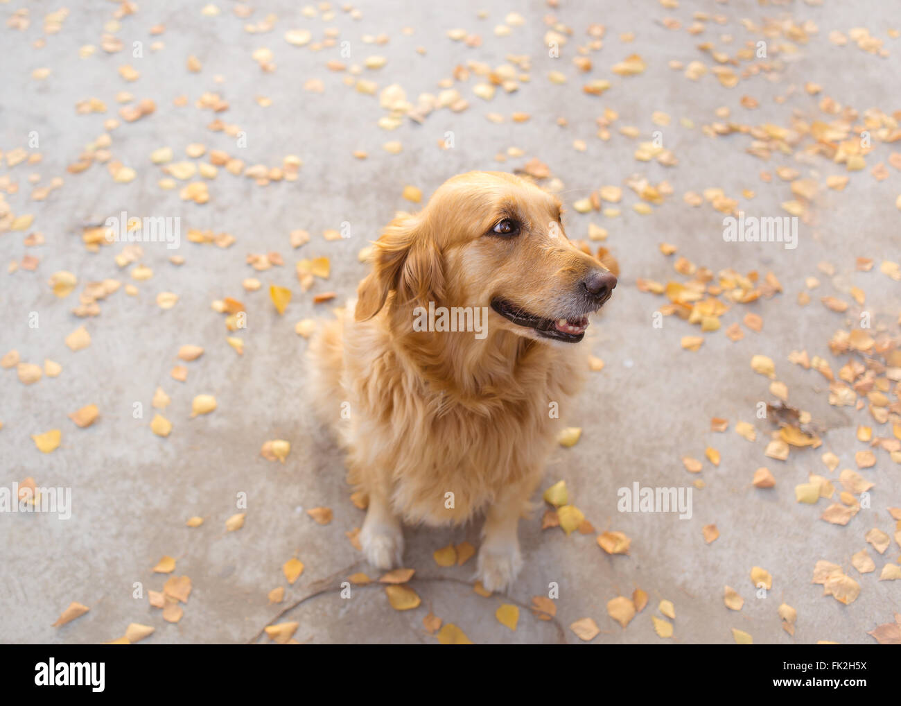 Happy Golden Retriever dog portrait Stock Photo - Alamy