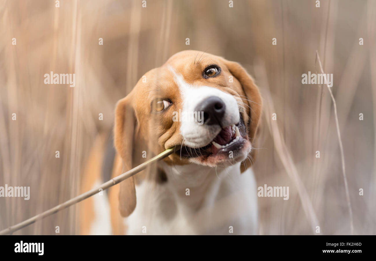 Beagle Dog Loves Chewing Stick Stock Photo - Alamy